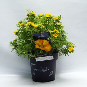 Potentilla fruticosa MANDARIN TANGO — Plant Wholesale FlorAccess