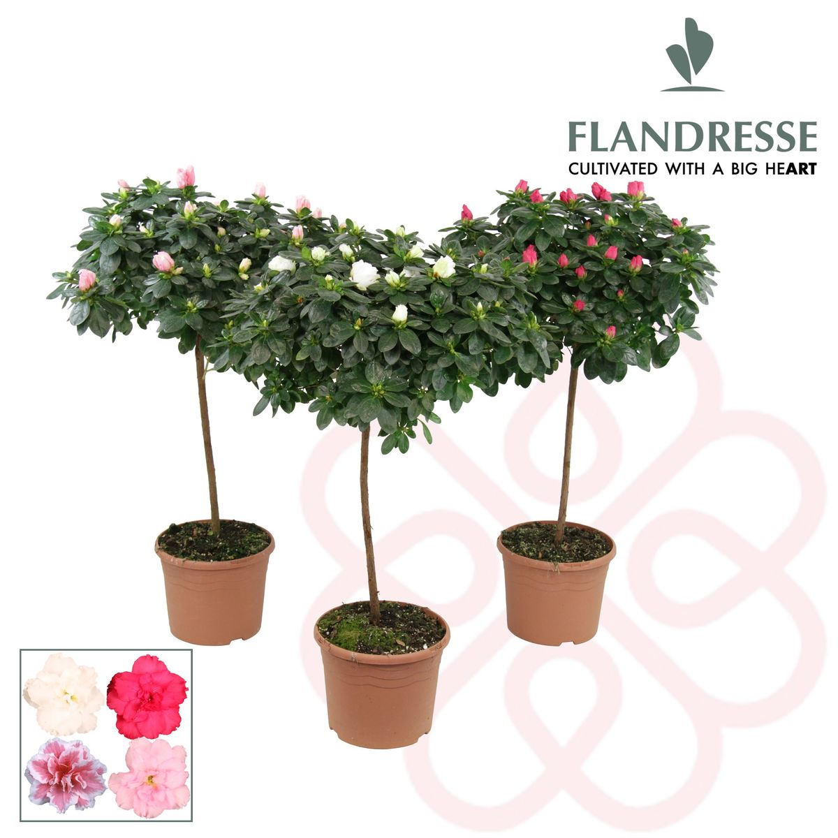 Rhododendron AZALEA MIX — Plant Wholesale FlorAccess