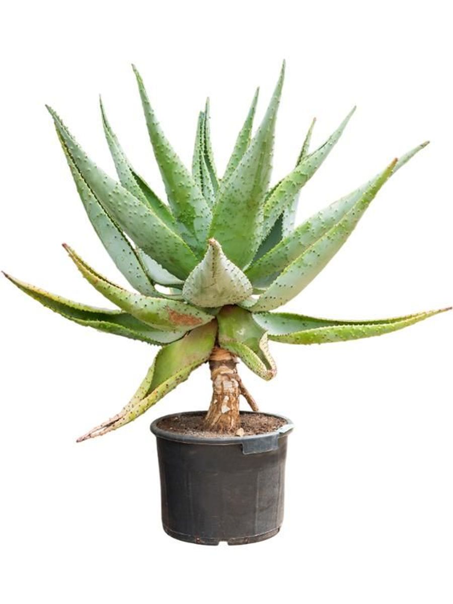 Aloe marlothii — Plant Wholesale FlorAccess