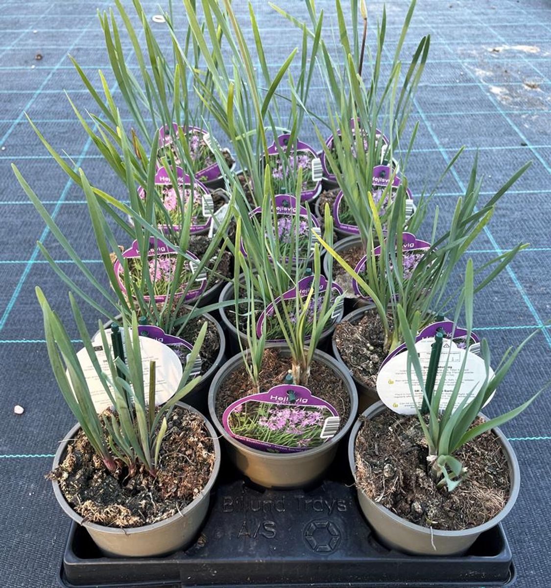 Tulbaghia violacea — Plant Wholesale FlorAccess