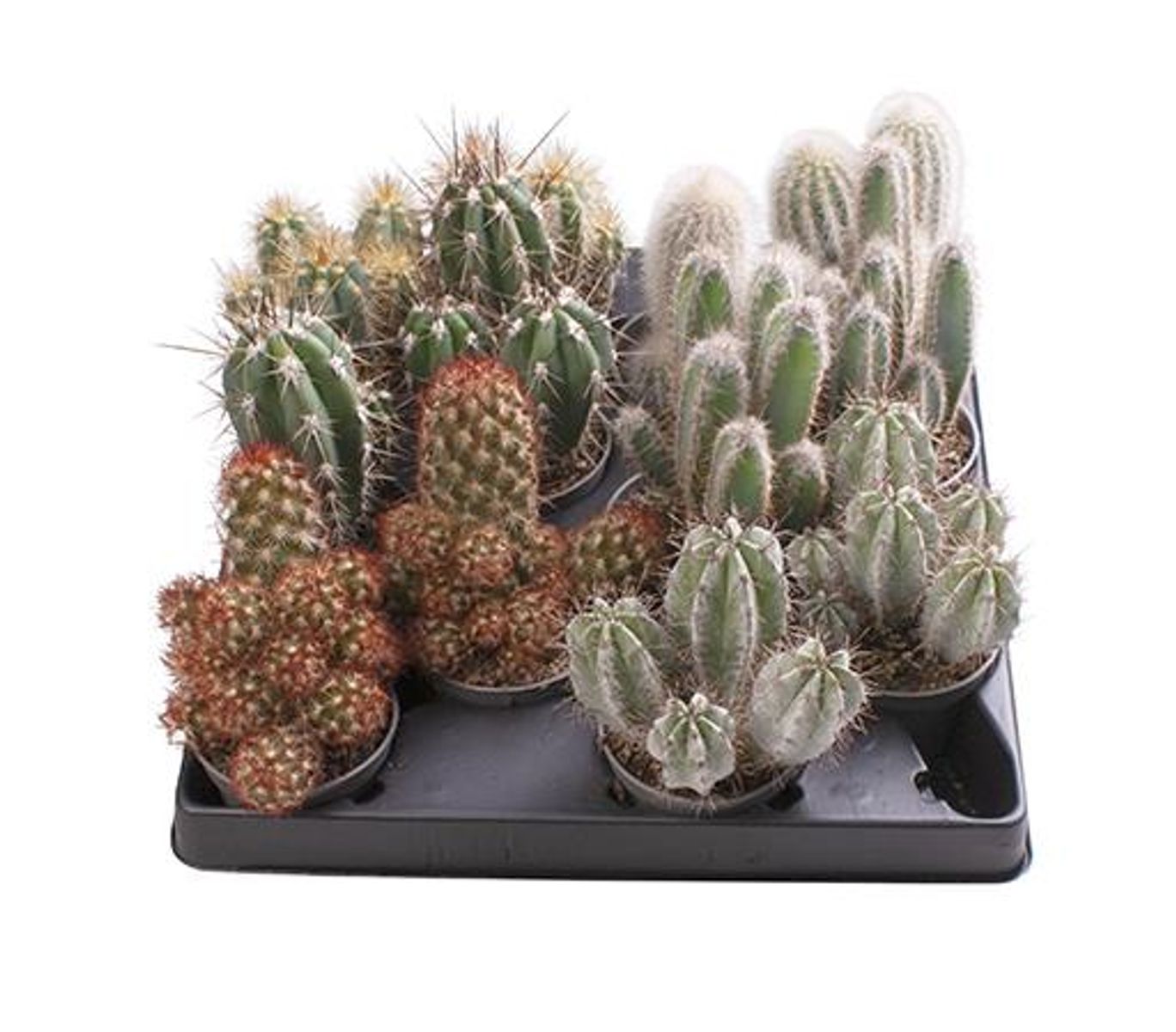 Cactus MIX — Plant Wholesale FlorAccess