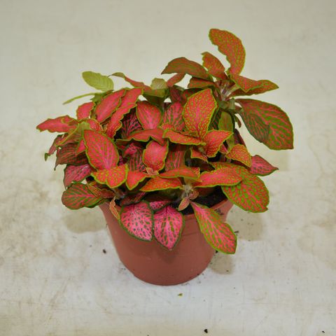 Fittonia verschaffeltii 'Ruby Lime' — Vendita all'ingrosso piante ...