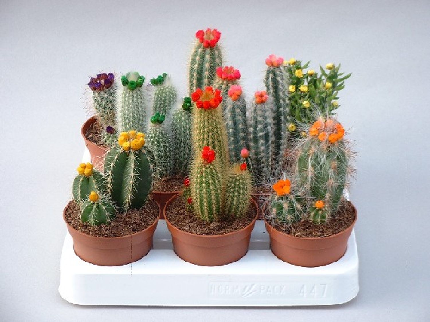Cactus MIX — Plant Wholesale FlorAccess