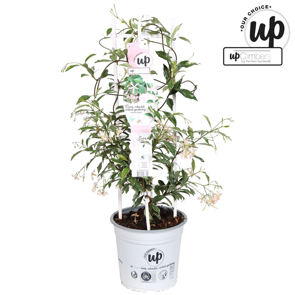 Trachelospermum asiaticum STAR OF MILANO — Plant Wholesale FlorAccess