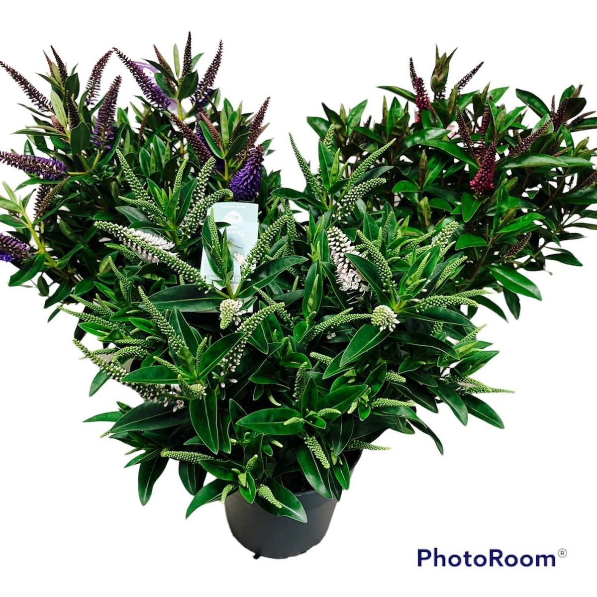 Hebe ADDENDA MIX — Plant Wholesale FlorAccess