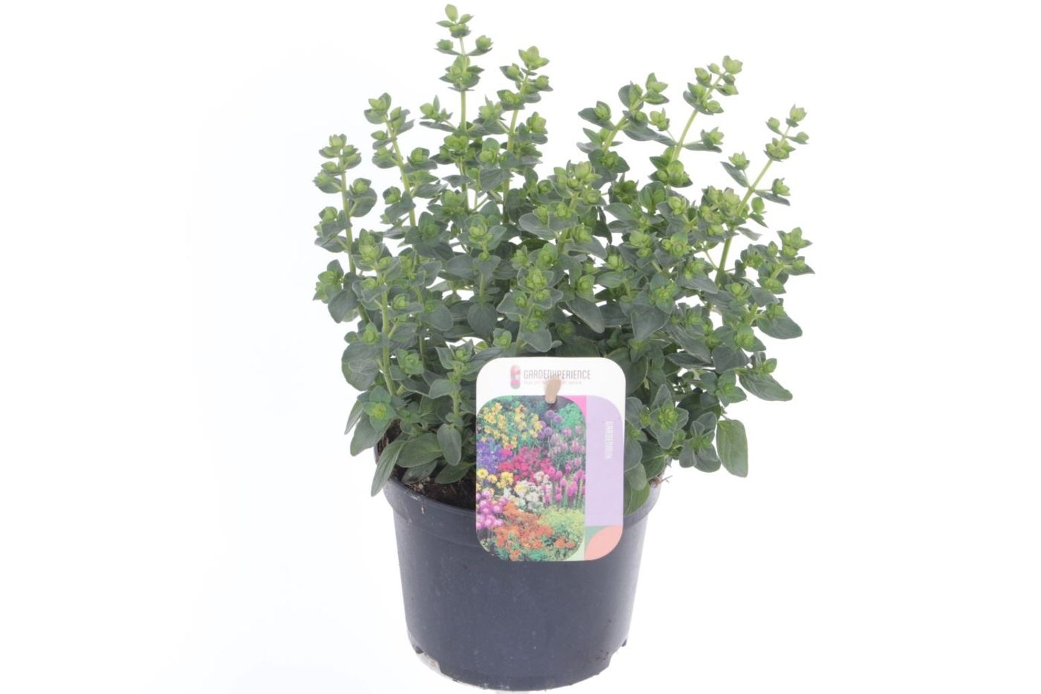 Origanum vulgare 'Compactum' — Plant Wholesale FlorAccess