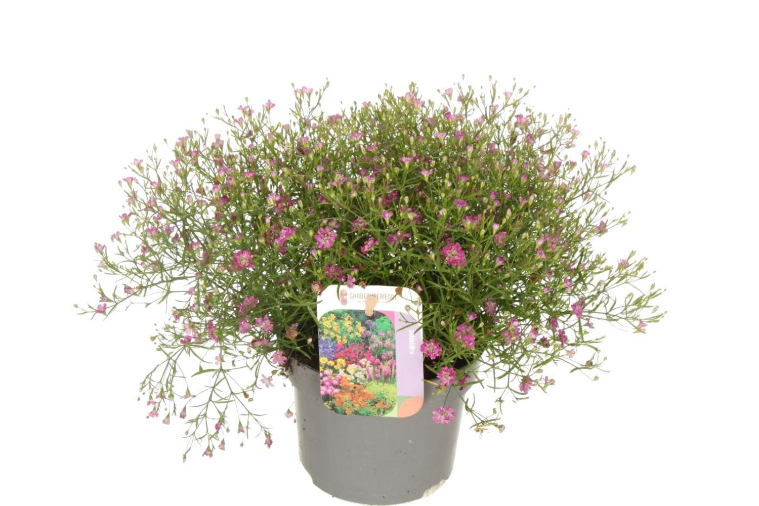 Gypsophila muralis 'Gypsy' — Plant Wholesale FlorAccess