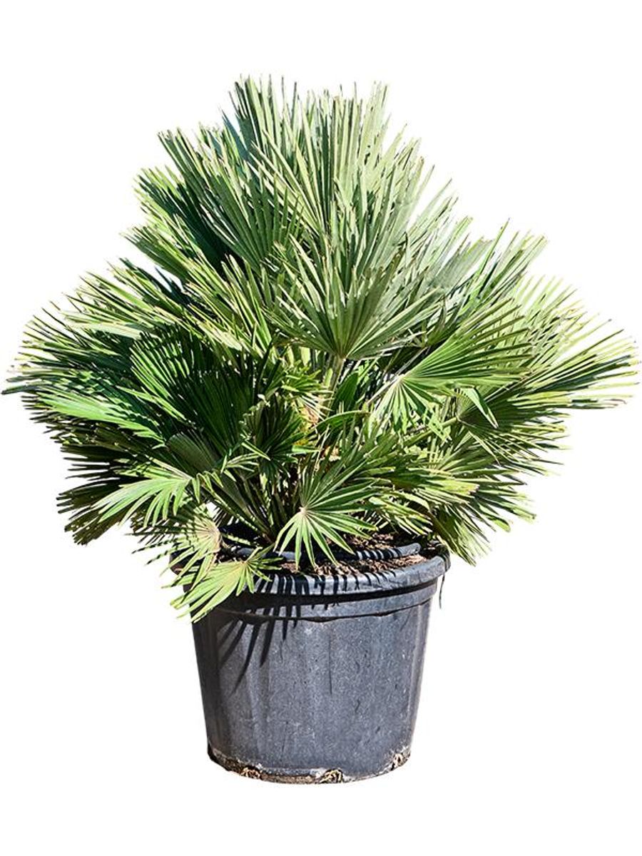 Chamaerops humilis 'Vulcano' — Plant Wholesale FlorAccess