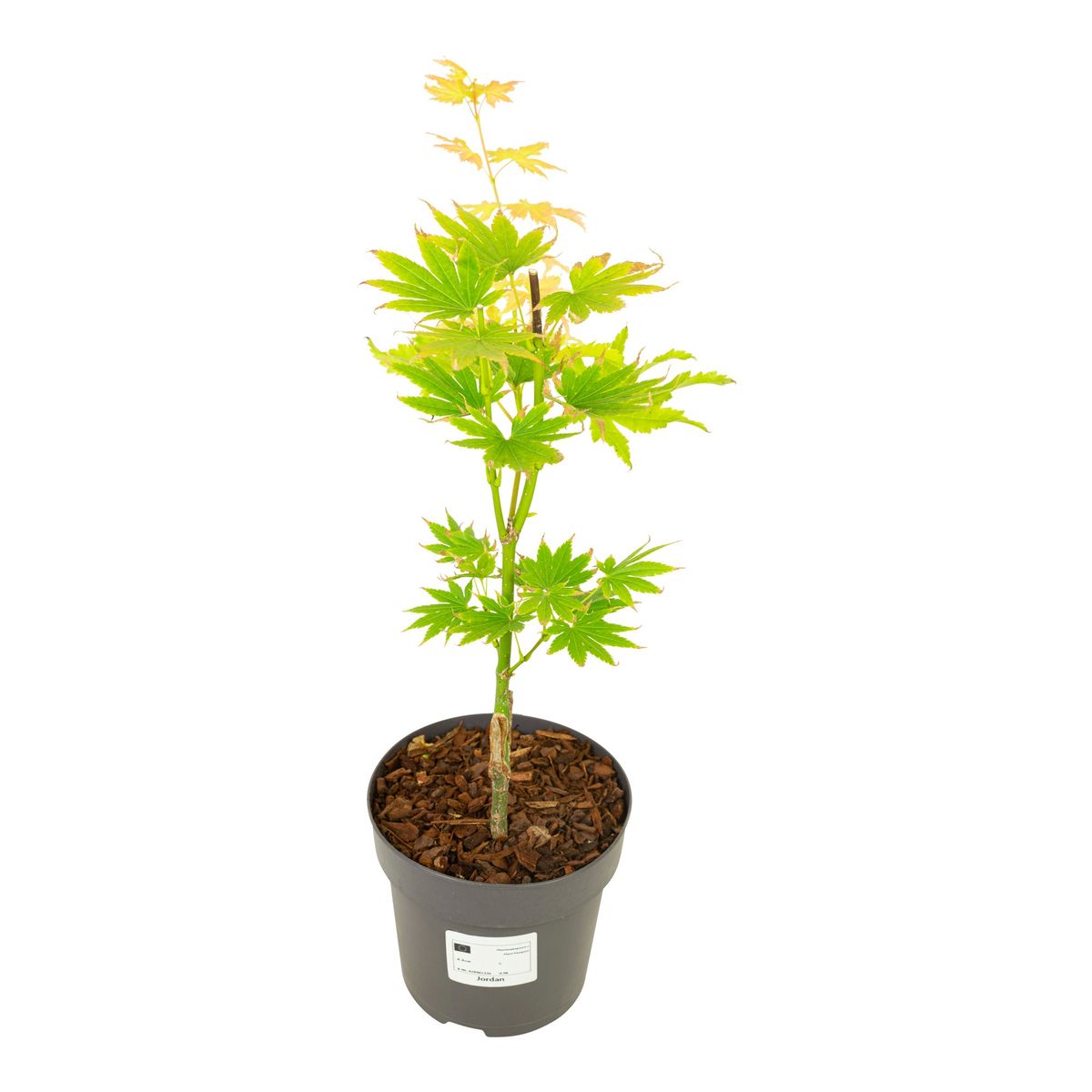 Acer shirasawanum 'Jordan' — Рослини оптом FlorAccess