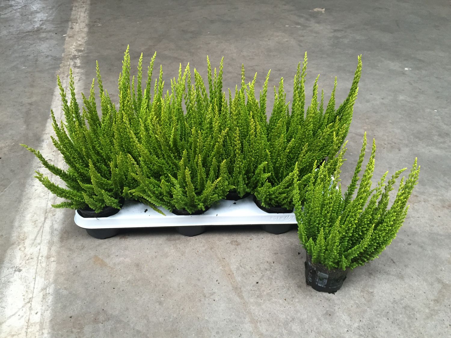 Calluna vulgaris SKYLINE BARCELONA — Plant Wholesale FlorAccess