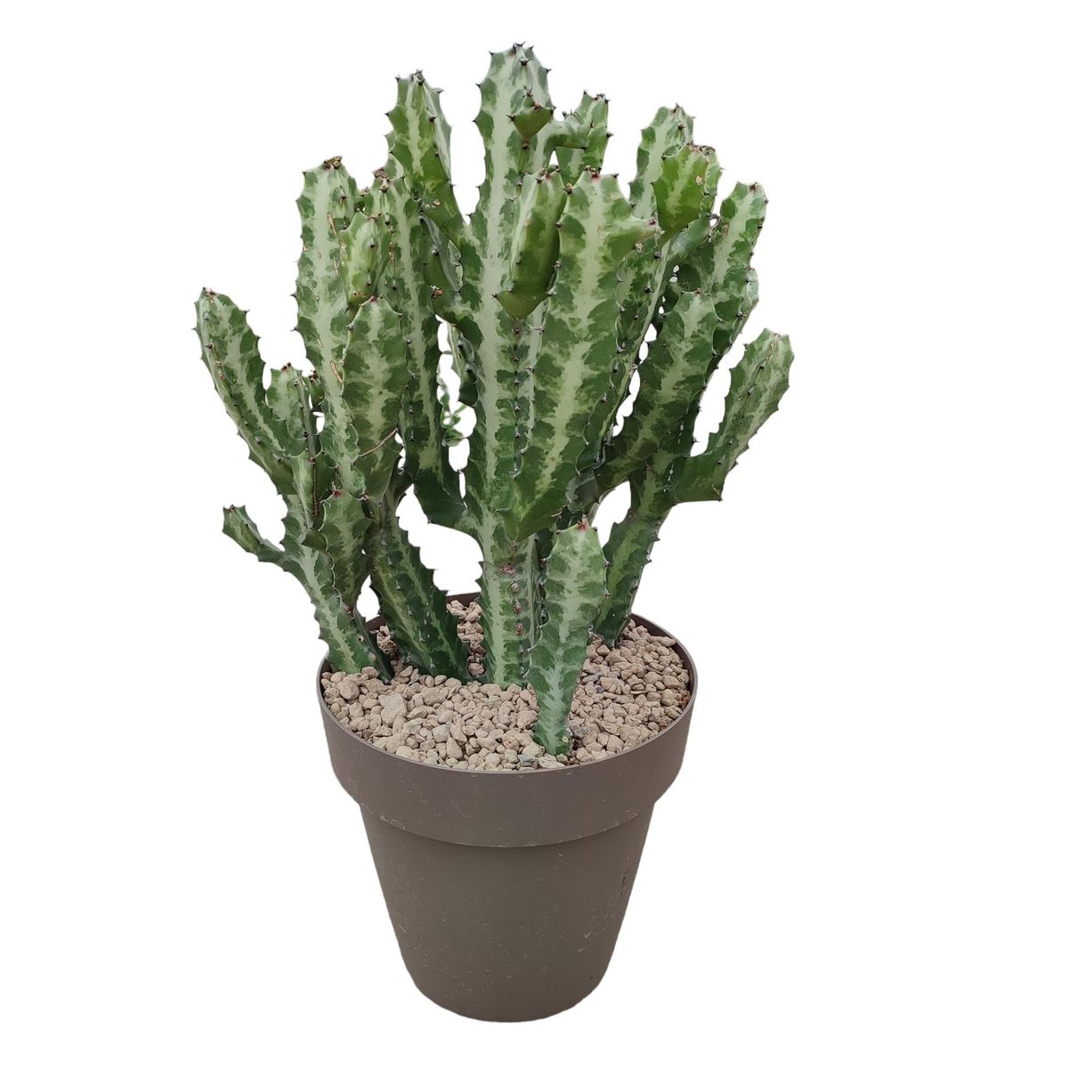 Euphorbia lactea — Plant Wholesale FlorAccess