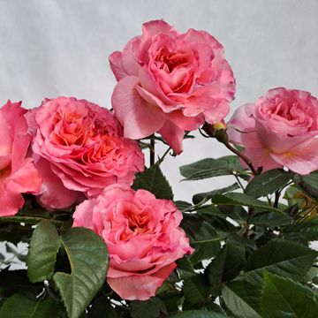 Rosa MIX — Plant Wholesale FlorAccess