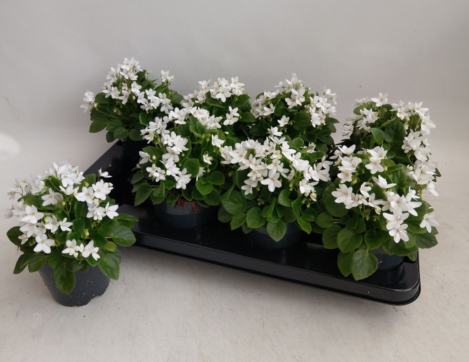 Saintpaulia TRAILING MINI WHITE — Plant Wholesale FlorAccess