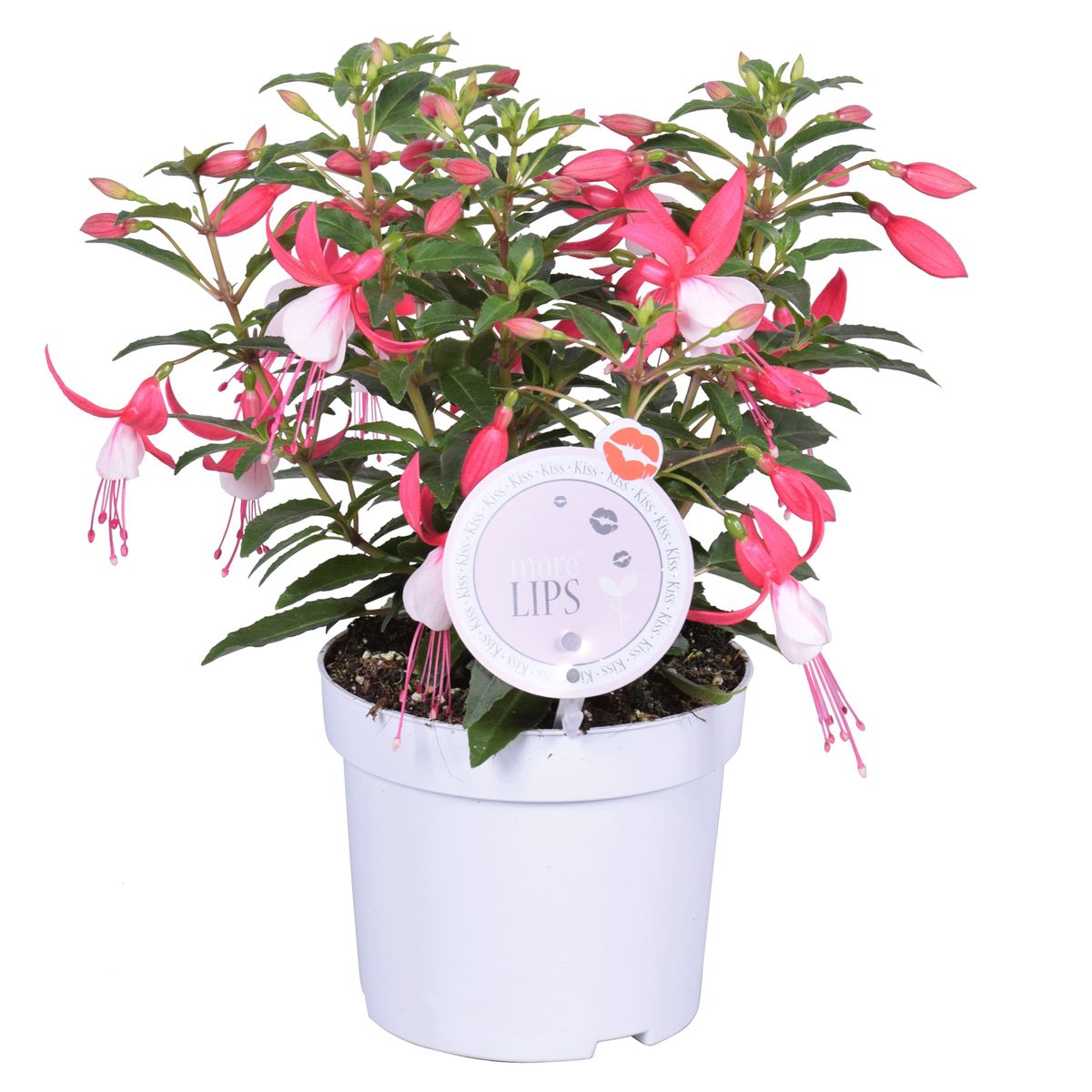 Fuchsia BELLA FUCHSIA EVITA — Groothandel in planten FlorAccess