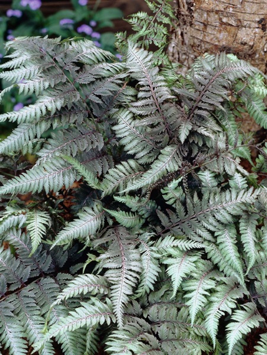 Athyrium niponicum pictum — Plant Wholesale FlorAccess