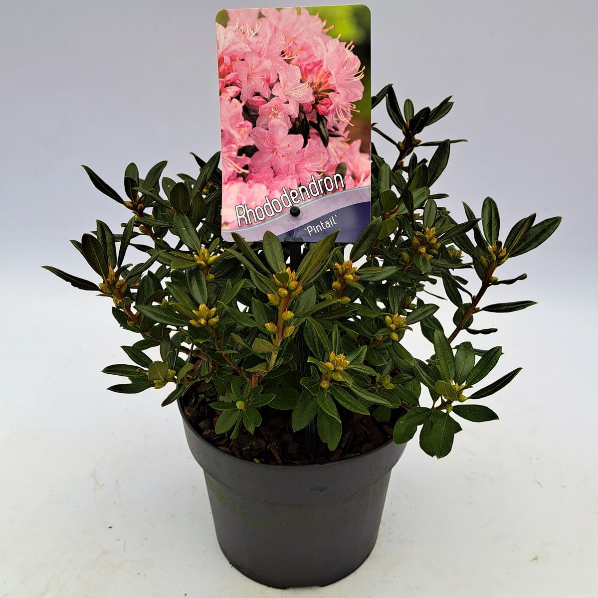 Rhododendron 'Pintail' — Plant Wholesale FlorAccess
