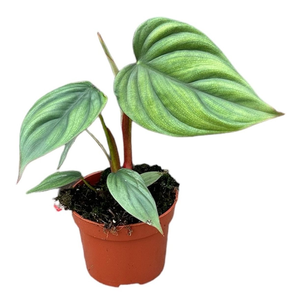 Philodendron Sp Colombia — Plant Wholesale FlorAccess