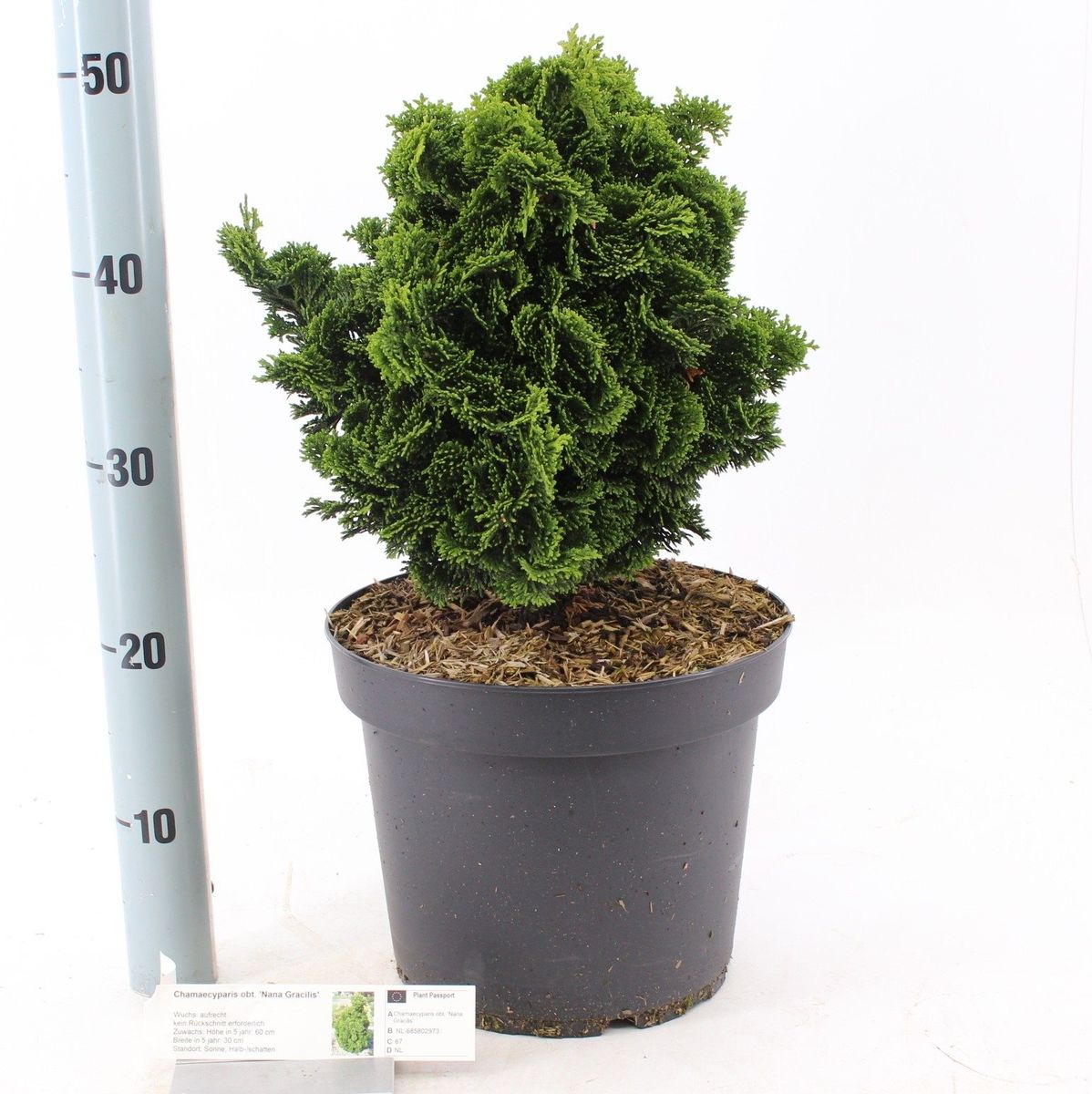 Chamaecyparis obtusa 'Nana Gracilis' — Plant Wholesale FlorAccess