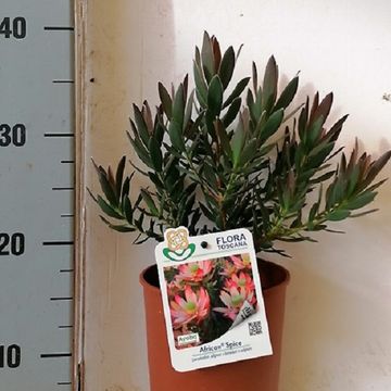 Leucadendron 'African Spice' — Plant Wholesale FlorAccess