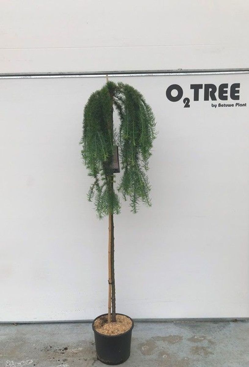 Larix kaempferi 'Stiff Weeper' — Plant Wholesale FlorAccess