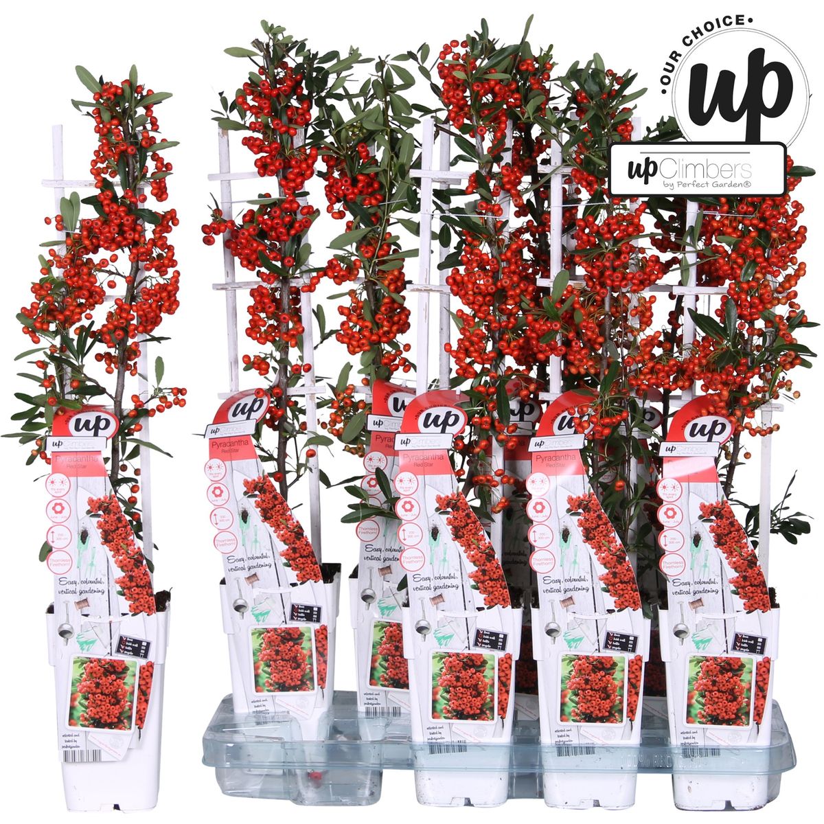 Pyracantha coccinea 'Red Star' — Plant Wholesale FlorAccess