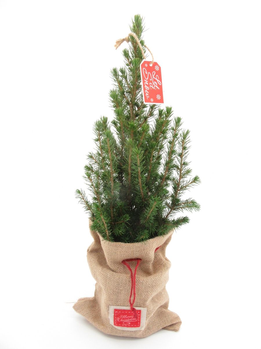 Picea abies 'Conica' — Plant Wholesale FlorAccess