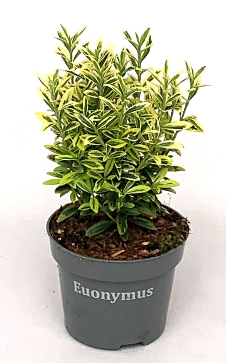Euonymus japonicus 'Microphyllus Aureovariegatus Gold' — Plant ...