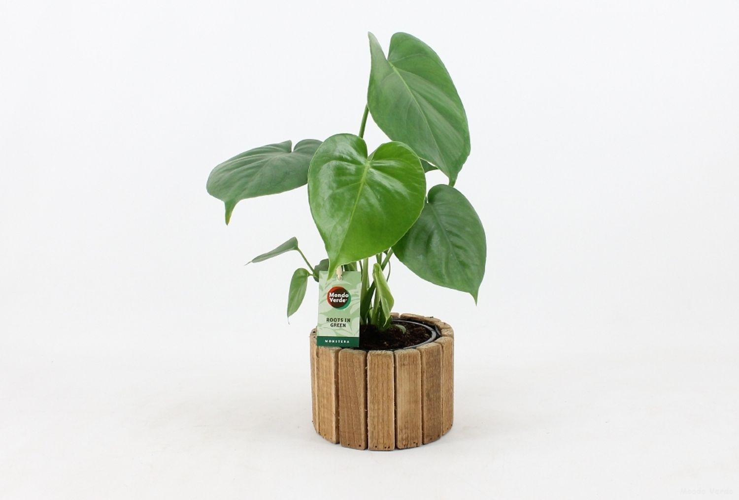 Monstera deliciosa — Plant Wholesale FlorAccess
