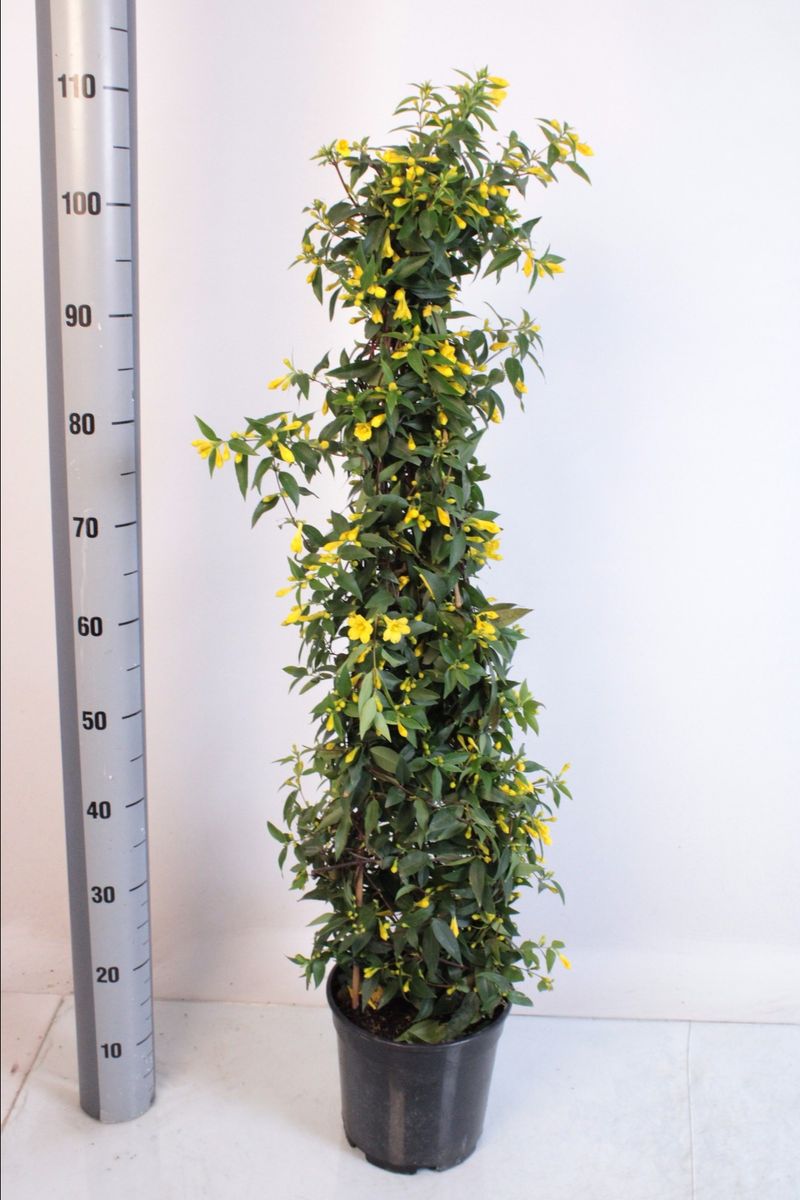 Gelsemium sempervirens — Mayorista de plantas FlorAccess