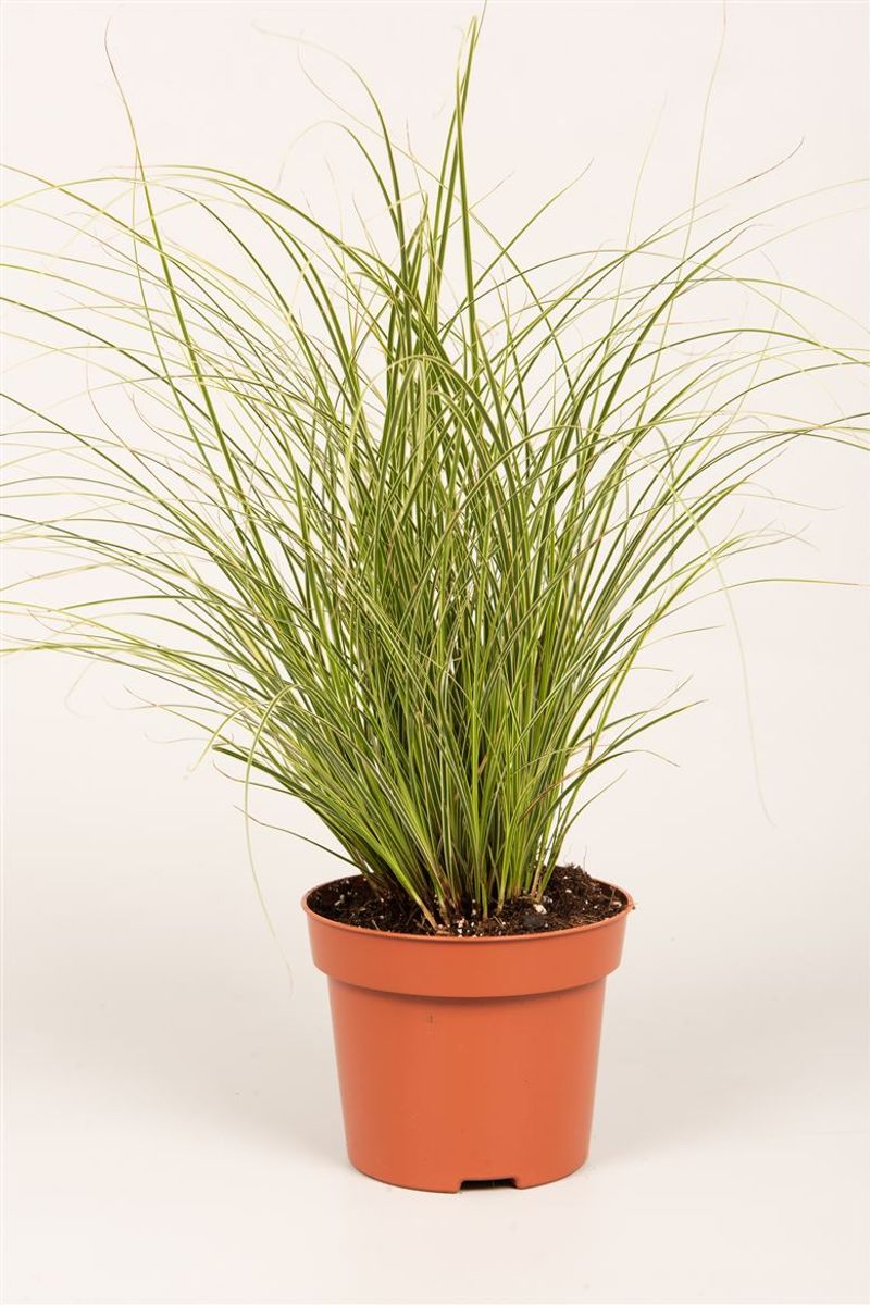 Carex brunnea 'Jubilo' — Plant Wholesale FlorAccess