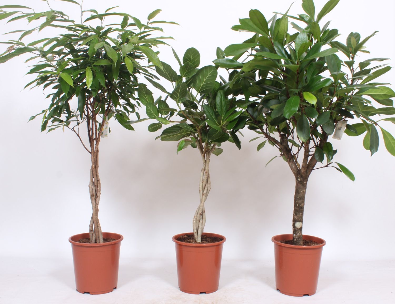 Ficus MIX — Mayorista de plantas FlorAccess