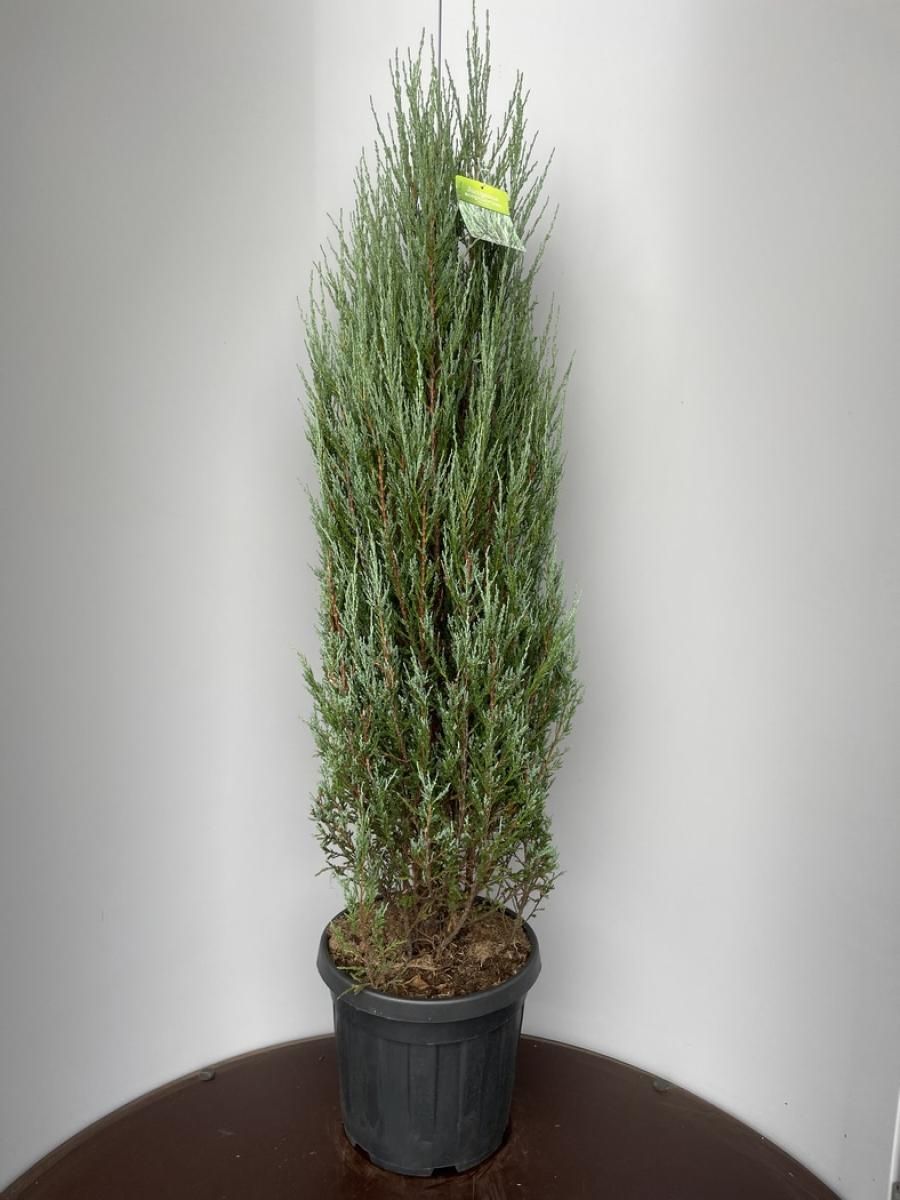 Juniperus scopulorum 'Blue Arrow' — Plant Wholesale FlorAccess