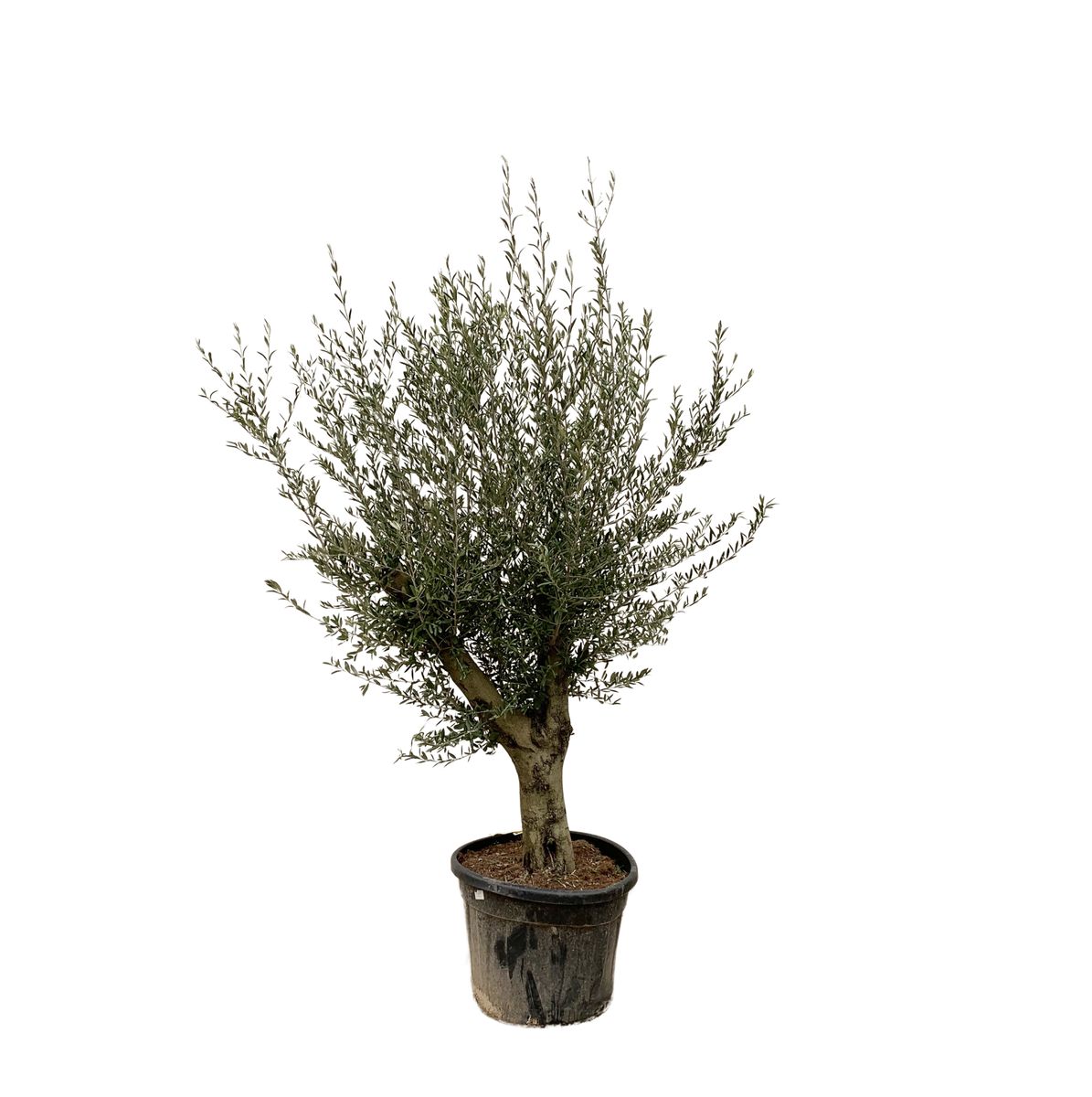 Olea europaea — Plant Wholesale FlorAccess
