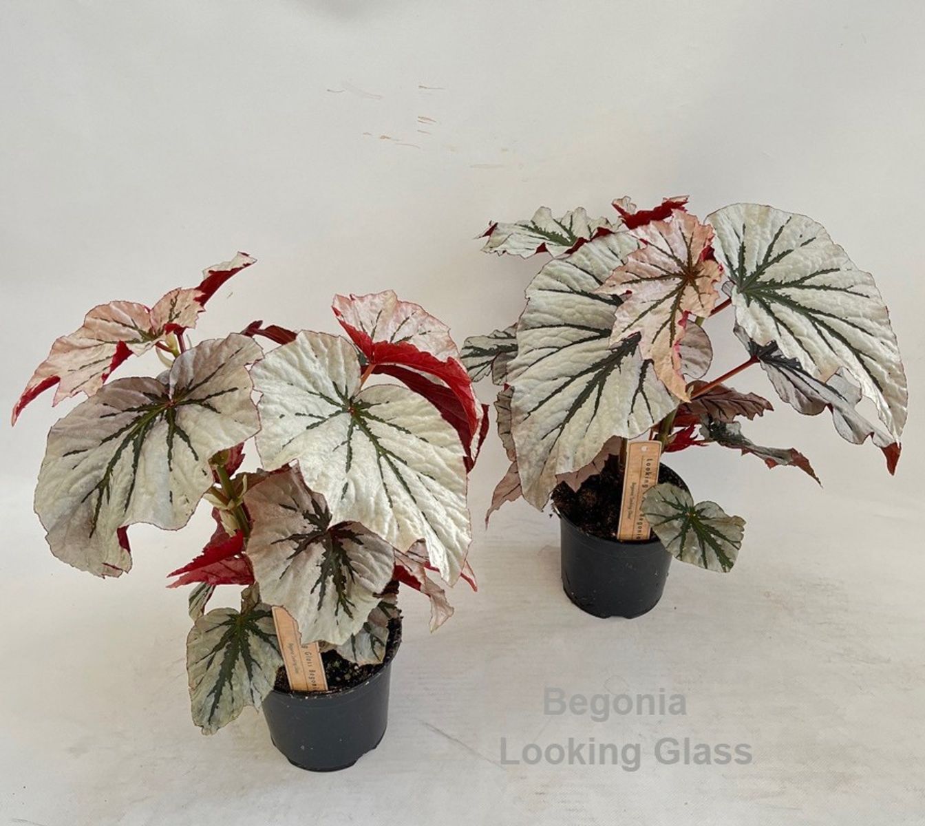 Begonia 'Looking Glass' — Plant Wholesale FlorAccess