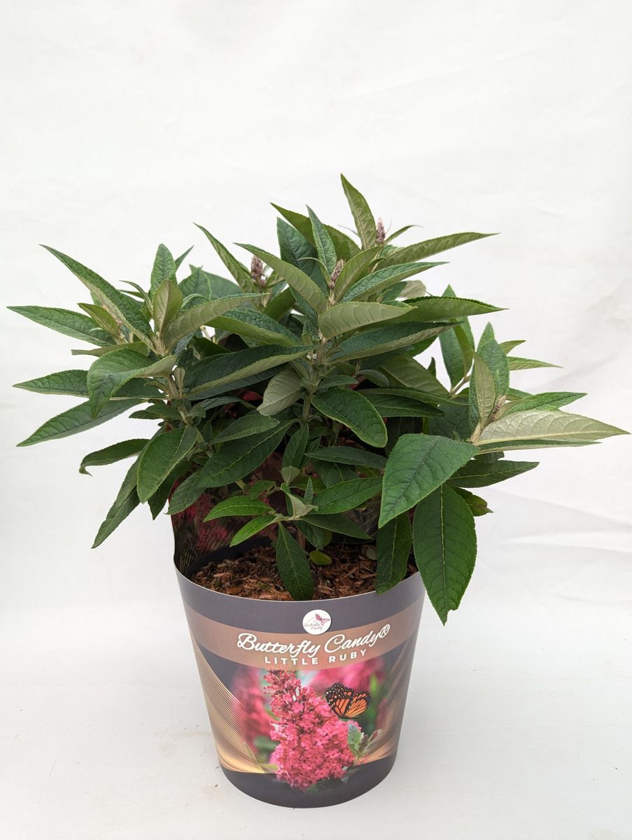 Buddleja davidii BUTTERFLY CANDY LITTLE RUBY — Plant Wholesale FlorAccess
