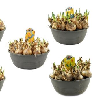 Narcissus MIX — Plant Wholesale FlorAccess