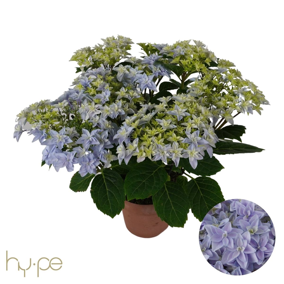 Hydrangea macrophylla 'Double Dutch Blue' — Plant Wholesale FlorAccess