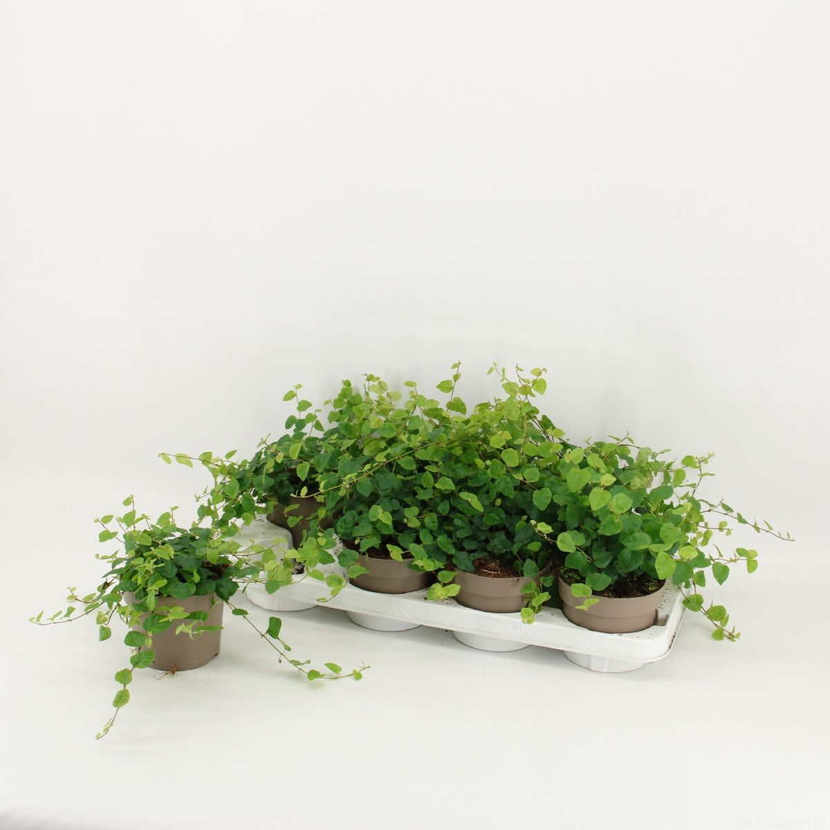 Ficus pumila 'Green Sunny' — Plant Wholesale FlorAccess