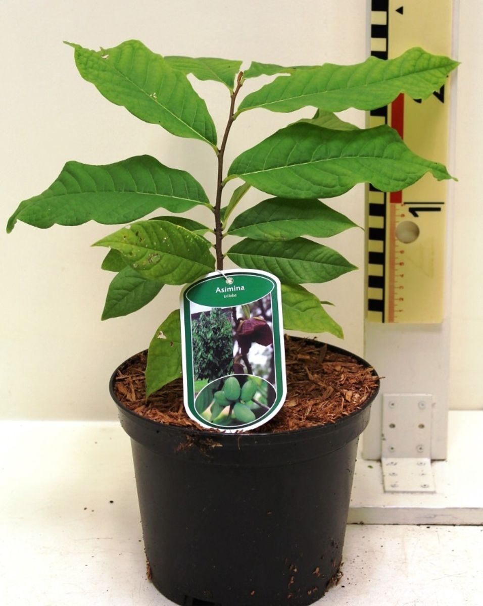 Asimina triloba — Plant Wholesale FlorAccess