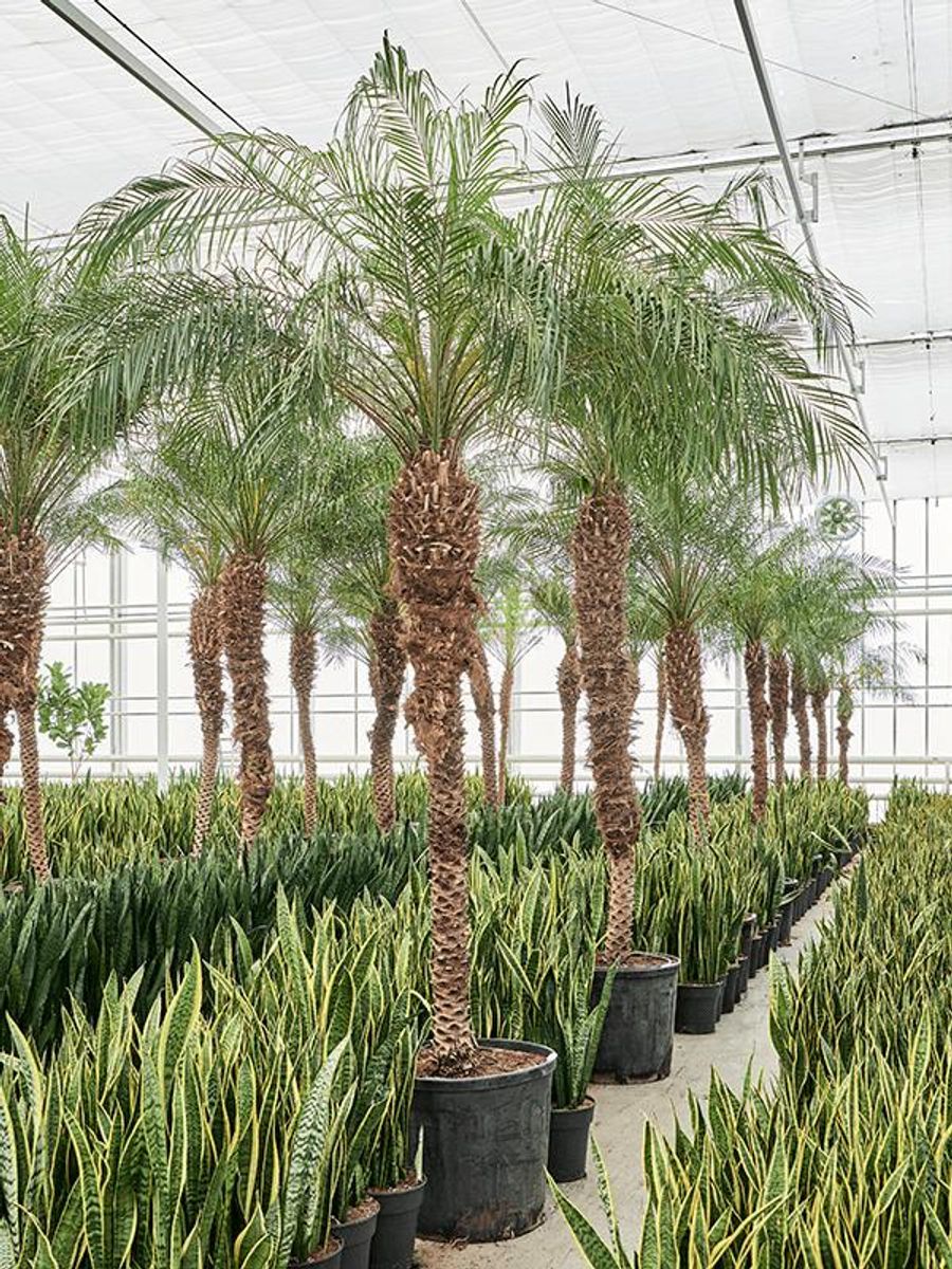 Phoenix roebelenii — Pflanzengroßhandel FlorAccess