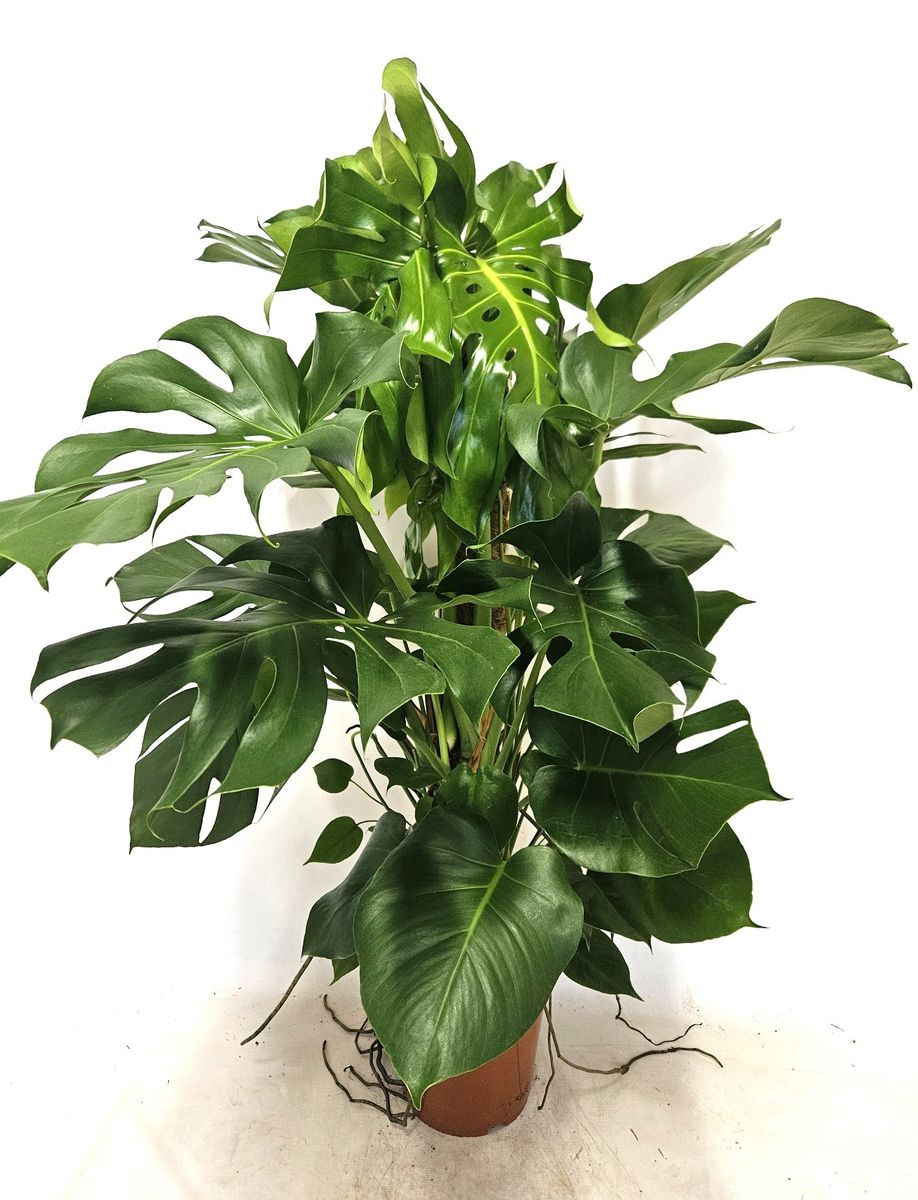 Monstera deliciosa — Plant Wholesale FlorAccess