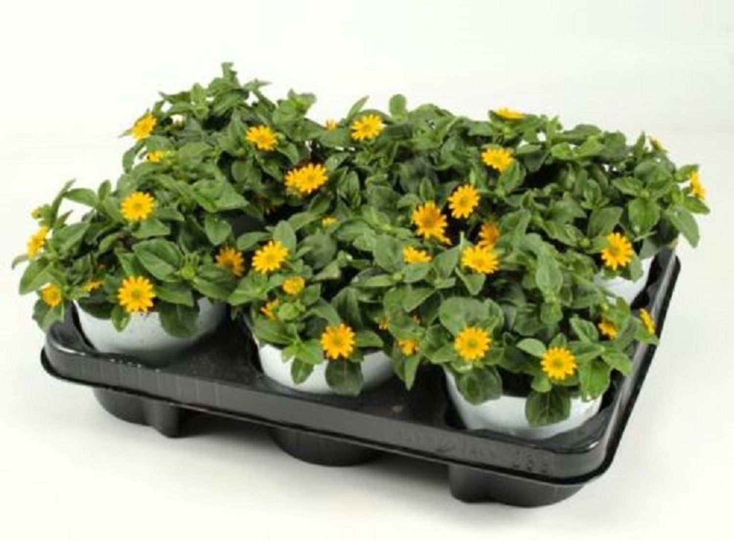 Sanvitalia 'Talya Great Yellow' — Plant Wholesale FlorAccess
