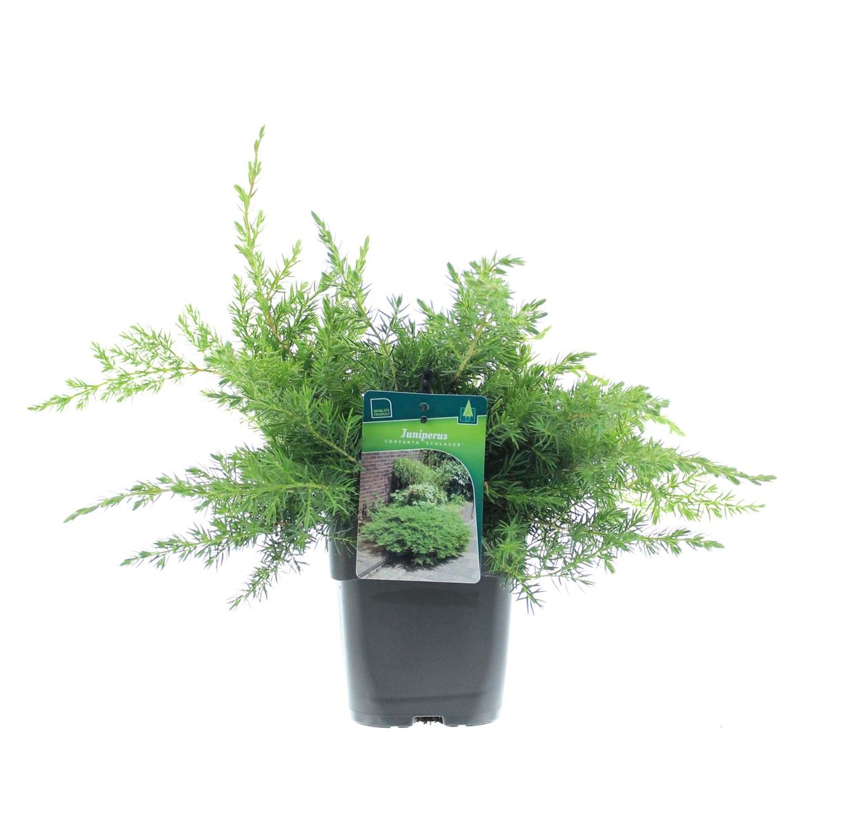Juniperus conferta 'Schlager' — Plant Wholesale FlorAccess