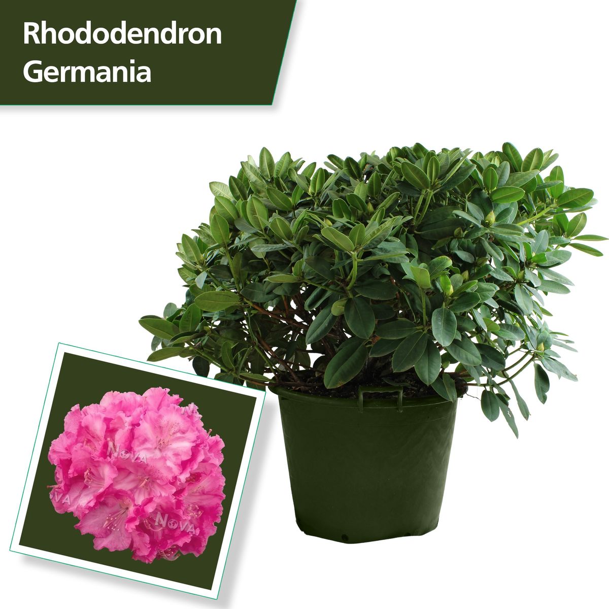Rhododendron 'Germania' — Plant Wholesale FlorAccess