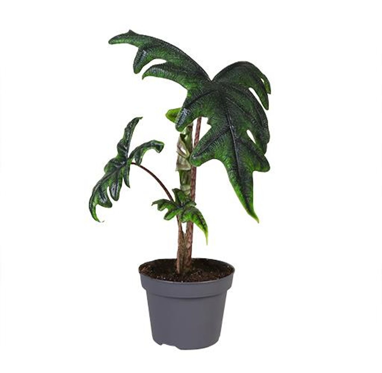 Alocasia 'Jacklyn' — Plant Wholesale FlorAccess