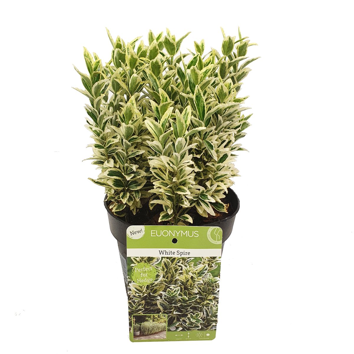 Euonymus japonicus 'White Spire' — Pflanzengroßhandel FlorAccess