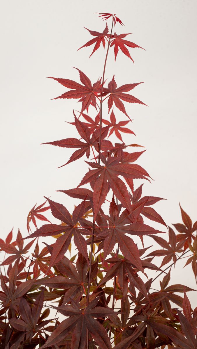 Acer palmatum 'Bloodgood' — Plant Wholesale FlorAccess