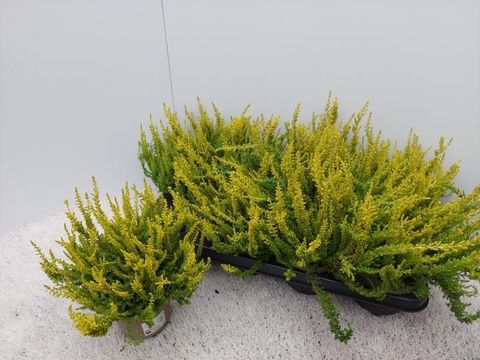 Calluna vulgaris GARDEN GIRLS ZETA — Hurtownia roślin FlorAccess
