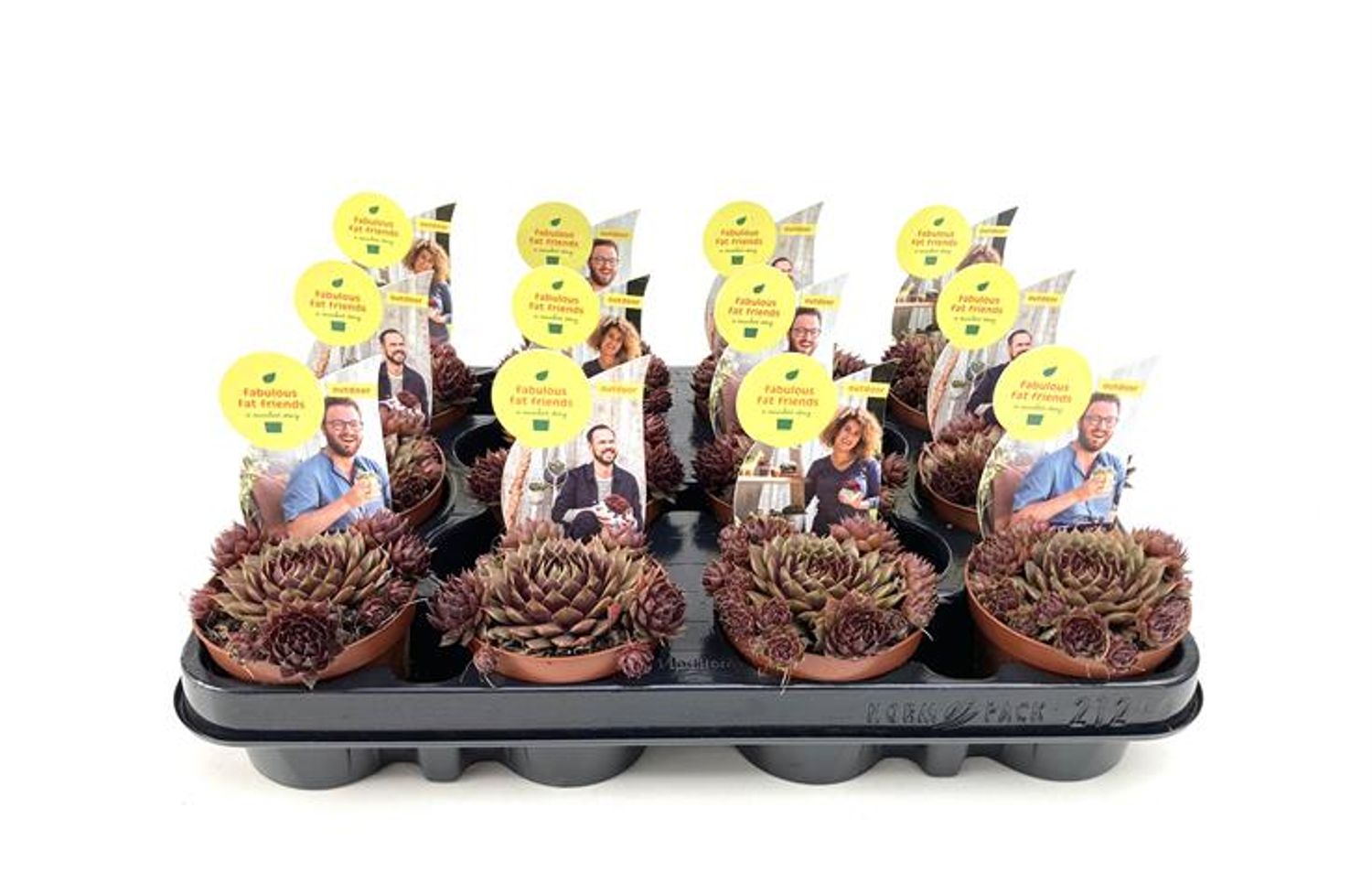 Sempervivum BLUSHING GARNET — Plant Wholesale FlorAccess