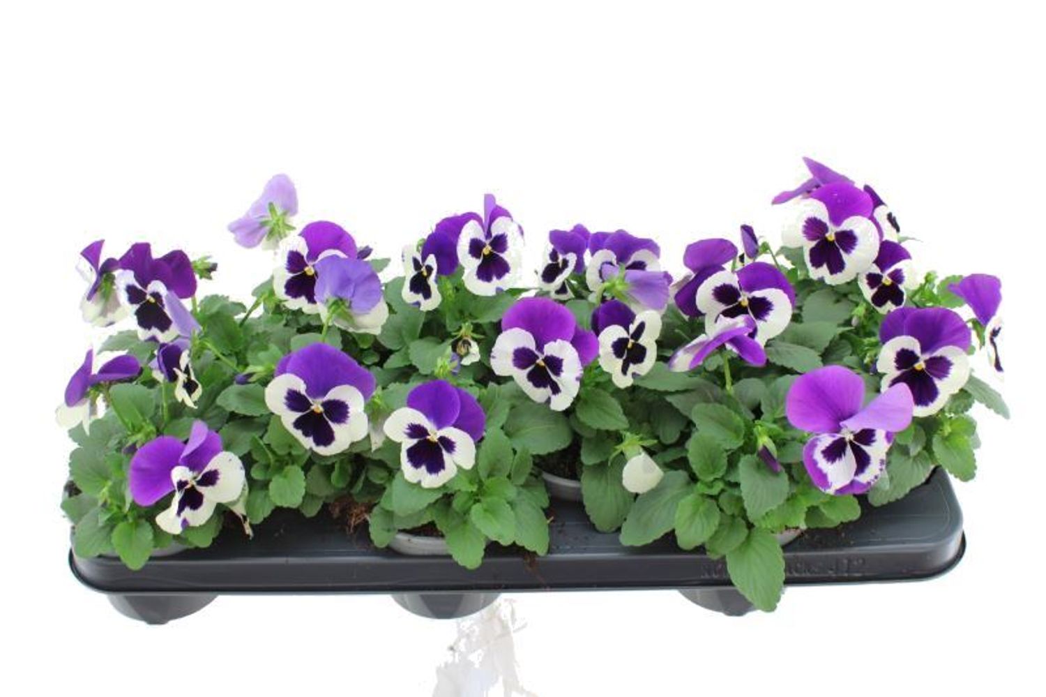 Viola x wittrockiana DELTA F1 VIOLET AND WHITE — Plant Wholesale FlorAccess